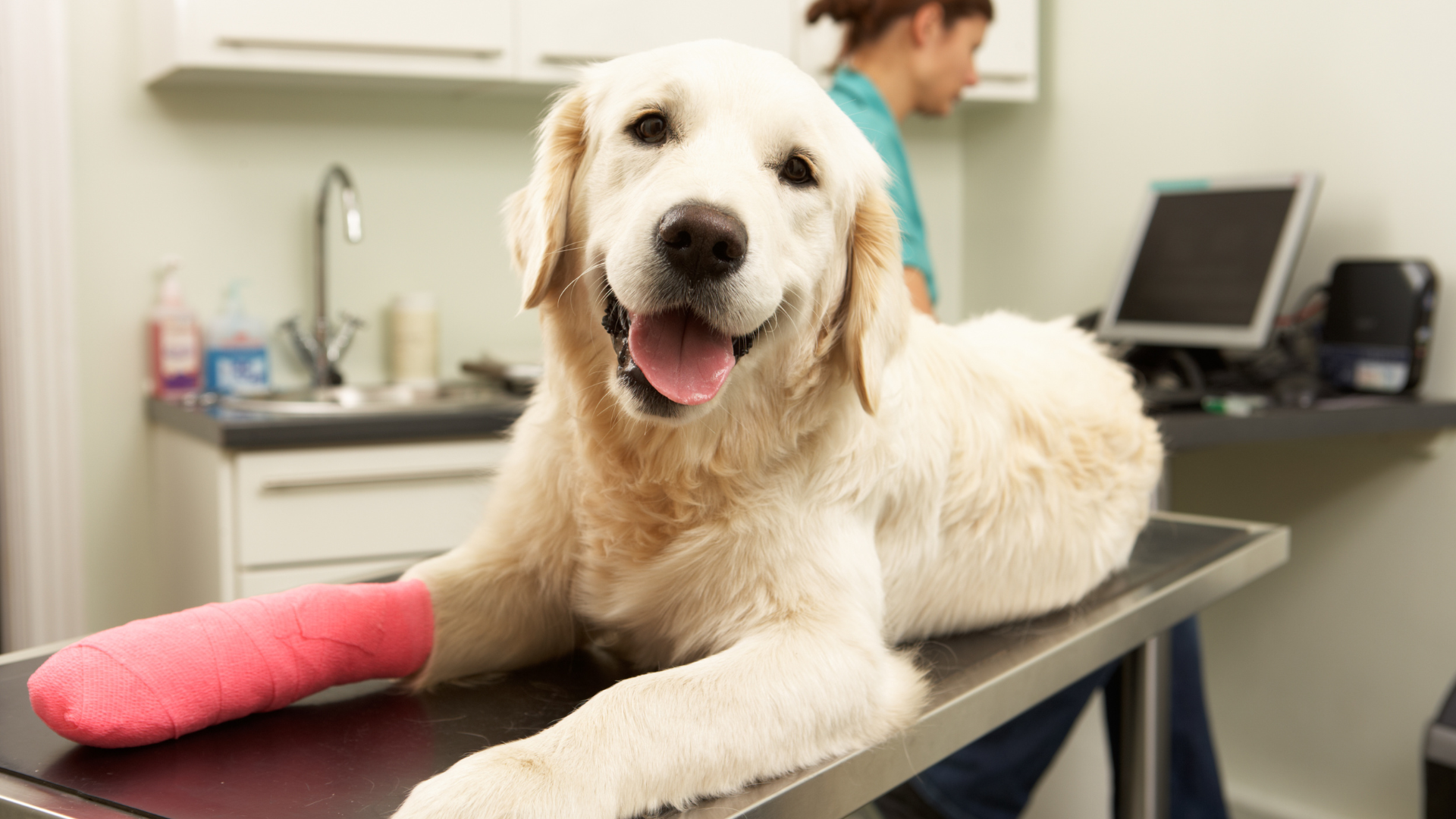Top 5 Pet First Aid Tips | Complete Animal Wellness And Longevity Medispa